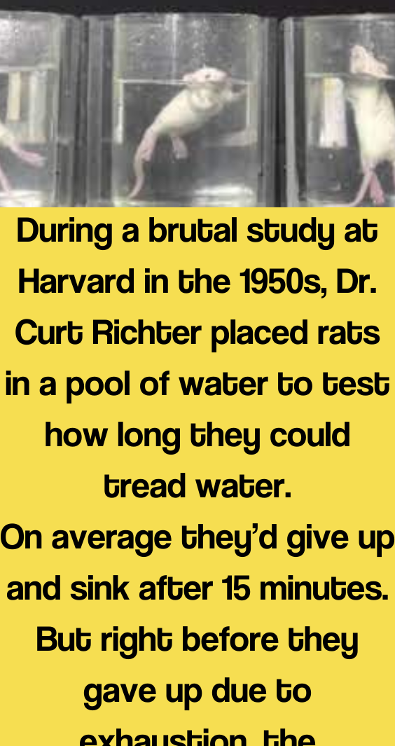 The Hope Experiment - Daily Quotes and Jokes